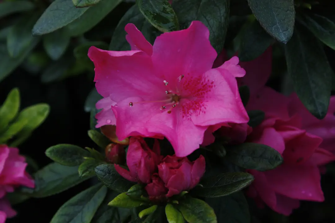 Buy Azalea Garden Party Plants Online