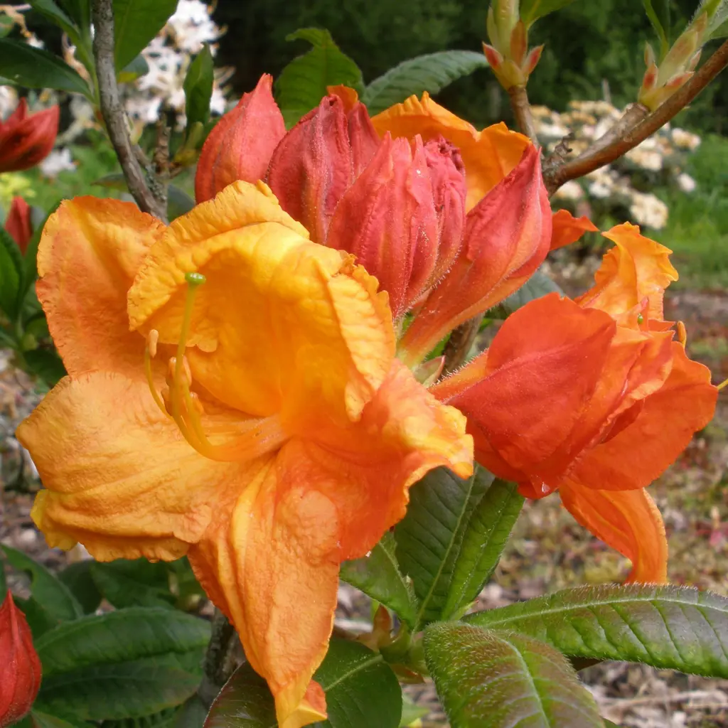 Buy Azalea Glowing Embers Plants | Free Shipping Over $150