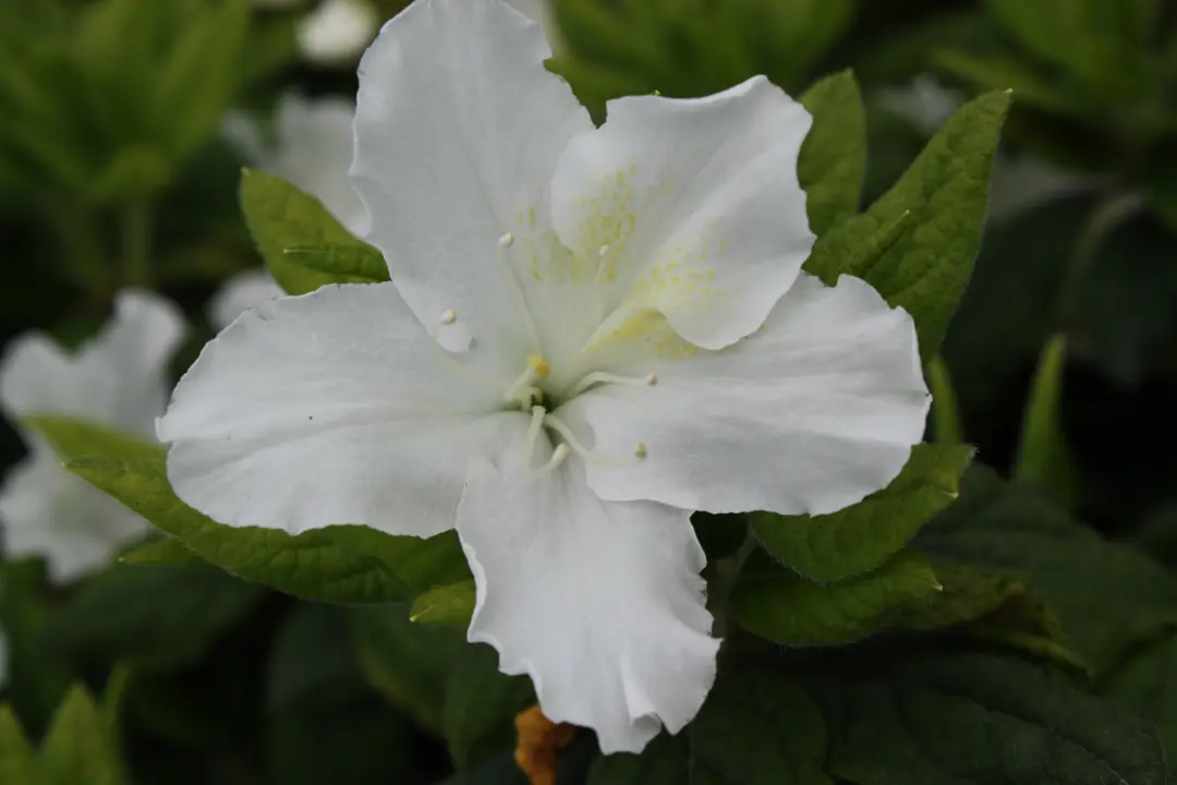 Buy Azalea Magnifica Alba Plants | Free Shipping Over $150
