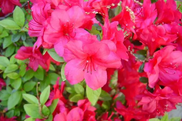 Buy Azalea Miss Suzie Plants | Free Shipping Over $150