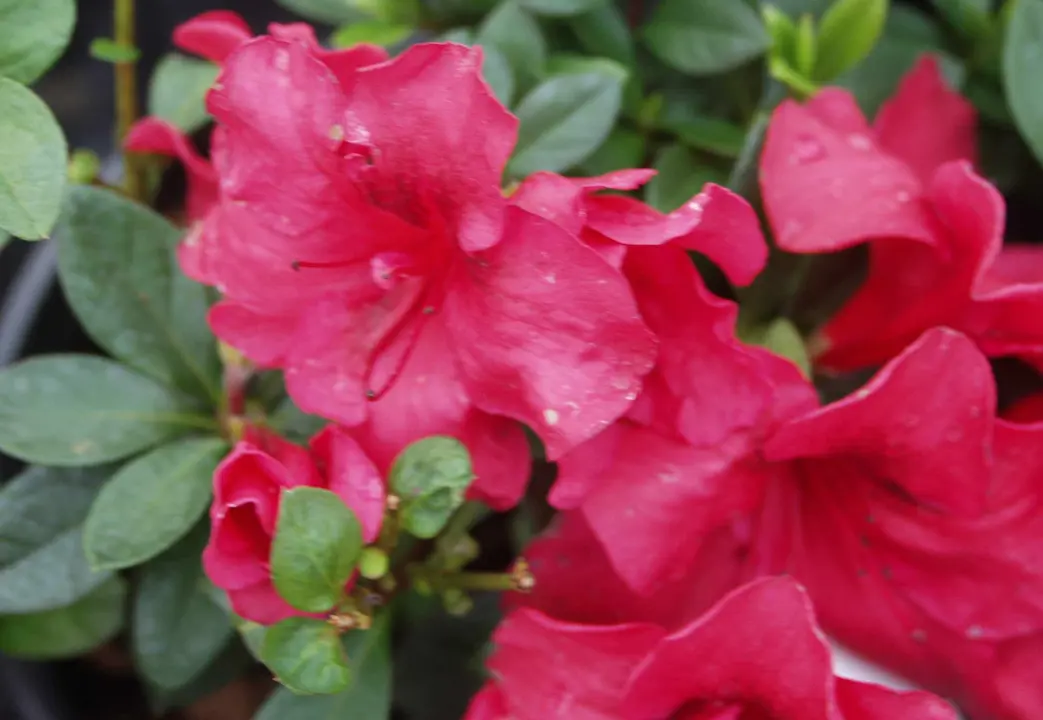 Buy Azalea Mission Bells Plants | Free Shipping Over $150