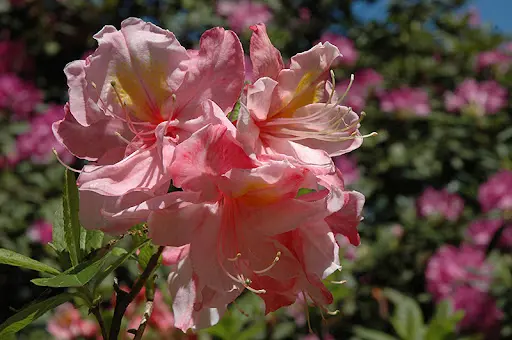 Buy Azalea Cecile Plants Online