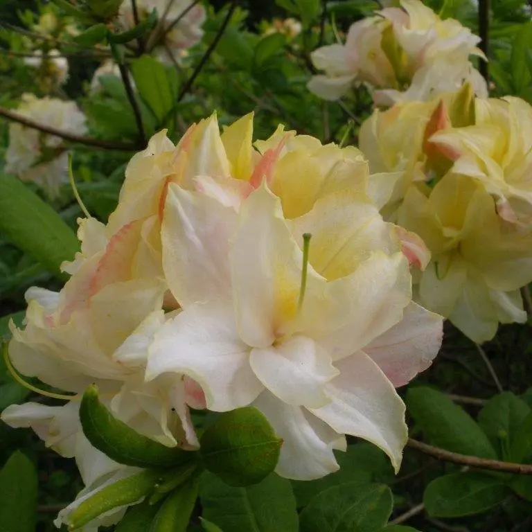 Buy Azalea Chelsea Reach Plants Online
