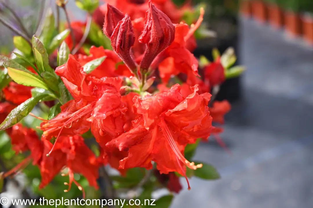Buy Azalea 'Dr Yates' Plants | Free Shipping Over $150
