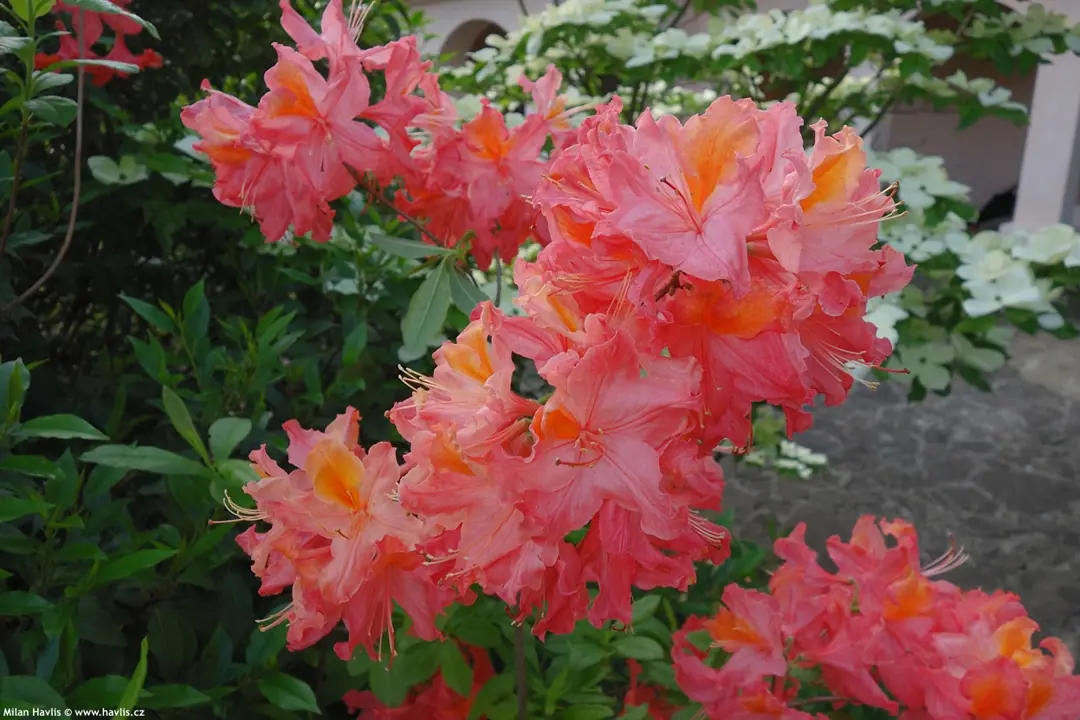 Buy Azalea Mount Saint Helens Plants Online