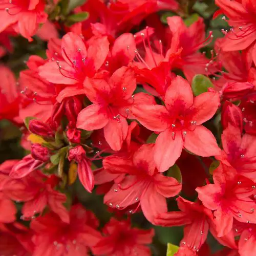 Buy Azalea Nak Winter Green Plants | Free Shipping Over $150