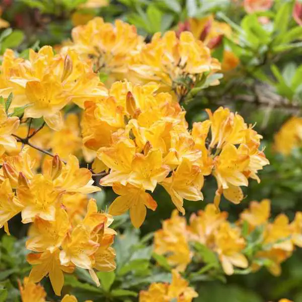 Buy Azalea Nicholas Beets Plants Online