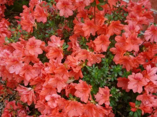 Buy Azalea Orange Delight Plants | Free Shipping Over $150