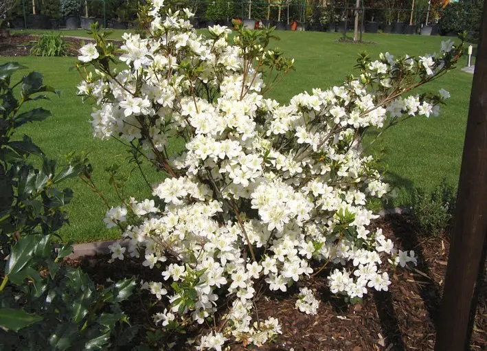 Buy Azalea 'Palestrina' Plants Online | Free Shipping NZ