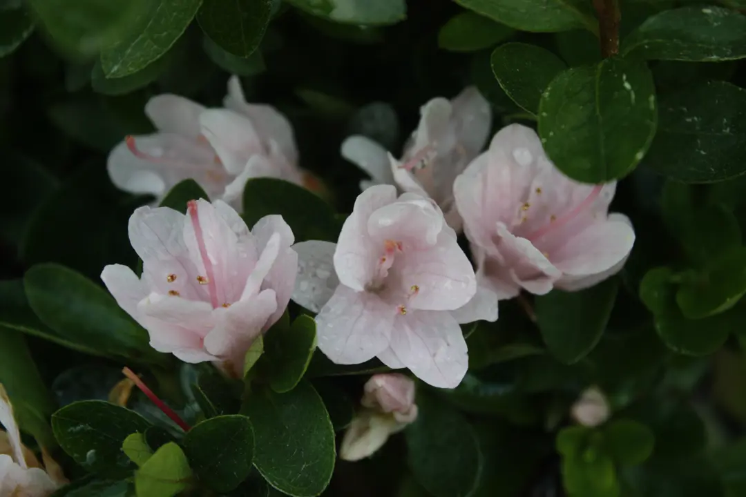 Buy Azalea Peach Kirin Plants Online