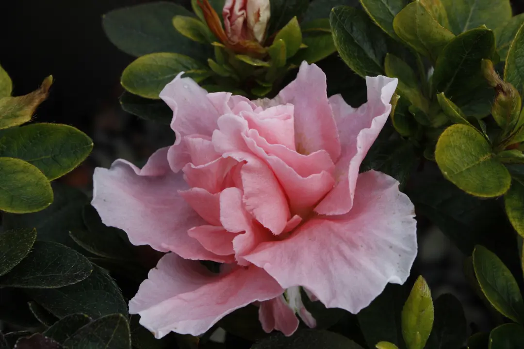 Buy Azalea Peaches and Cream Plants | Free Shipping Over $150
