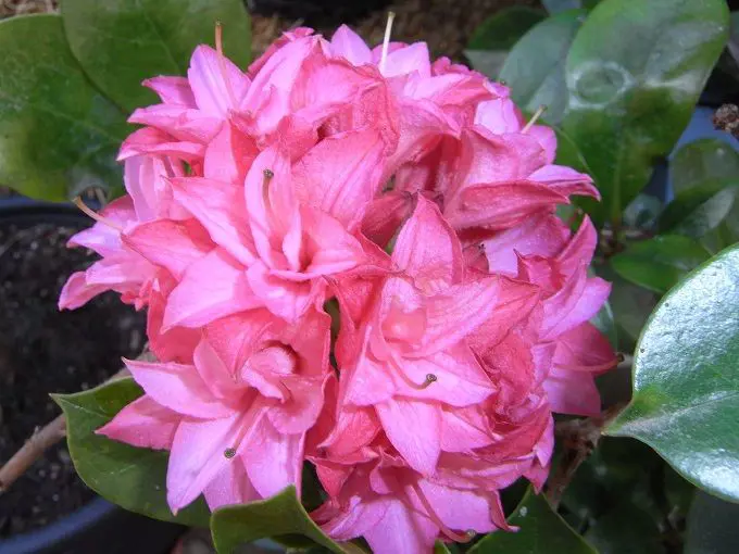 Buy Azalea Pink Ball Plants | Free Shipping Over $150