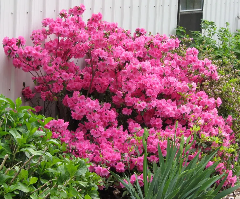 Buy Azalea Pink Ruffles Plants | Free Shipping Over $150