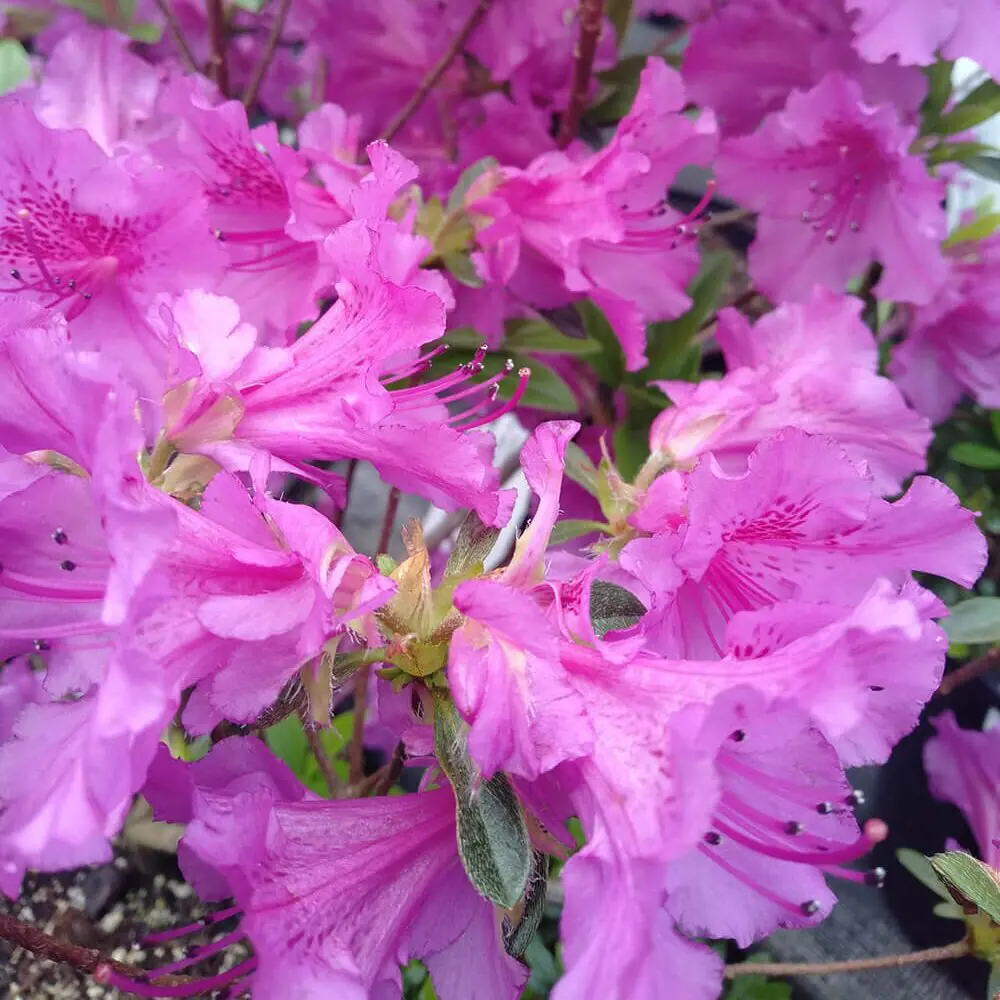 Buy Azalea Purple Splendour Plants | Free Shipping Over $150