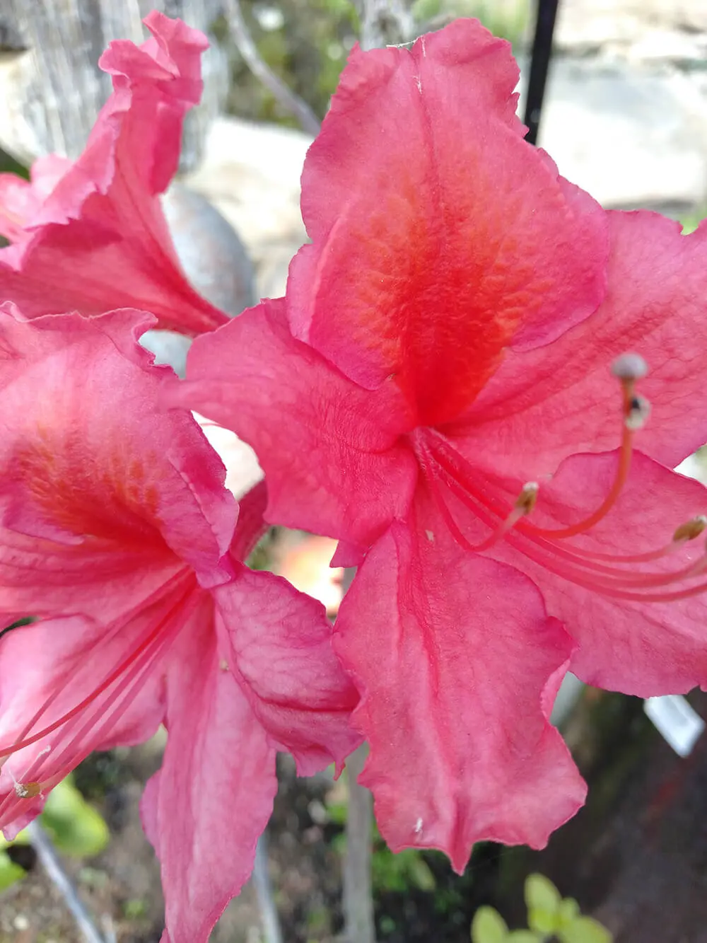 Buy Azalea Raspberry Ade Plants Online