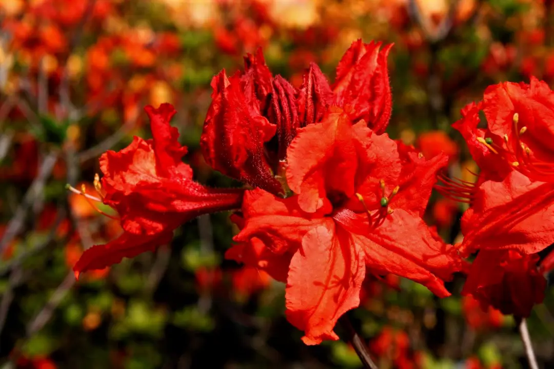 Buy Azalea Red Rag Plants Online