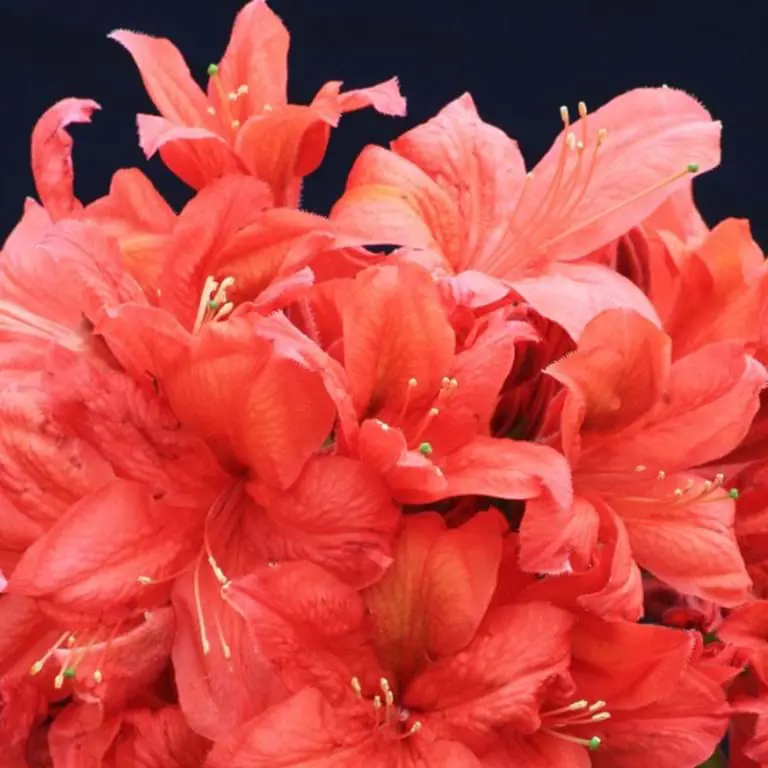 Buy Azalea Red Shank Plants | Free Shipping Over $150