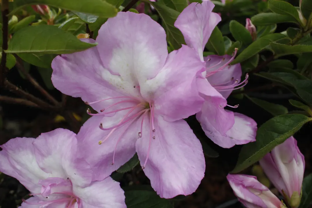 Buy Azalea Rosa Belton Plants Online