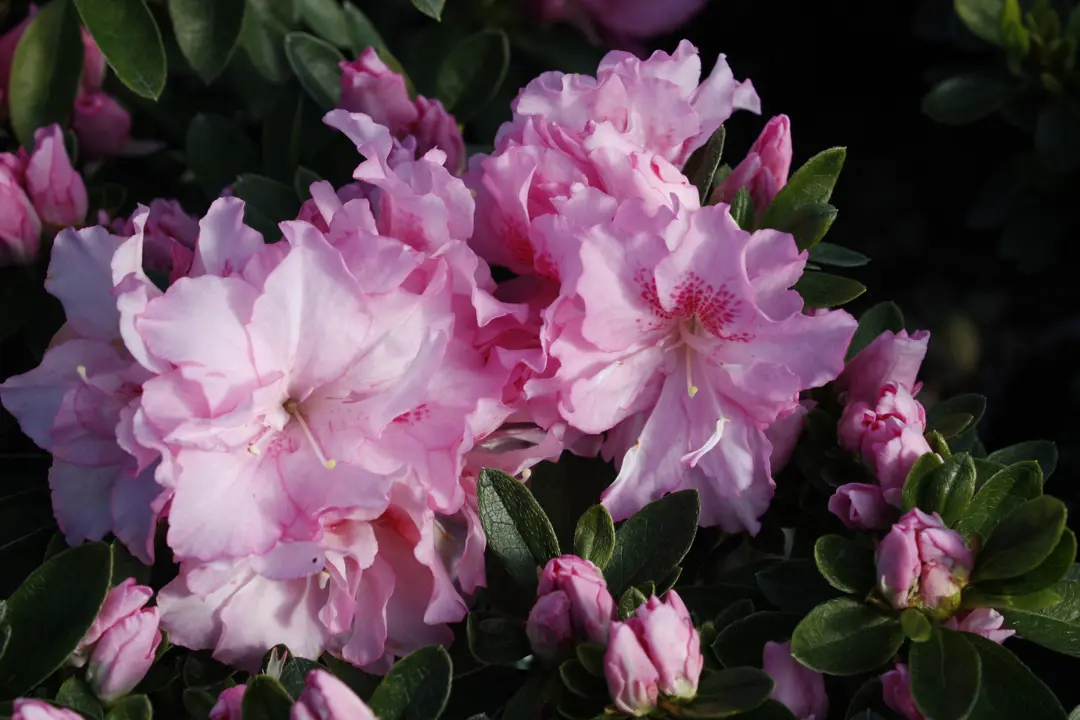 Buy Azalea Rose Queen Plants Online