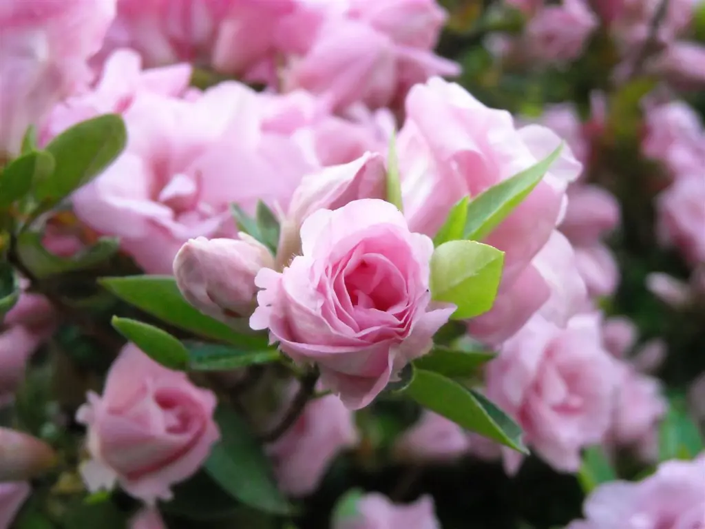 Buy Azalea Rosebud Plants | Free Shipping Over $150