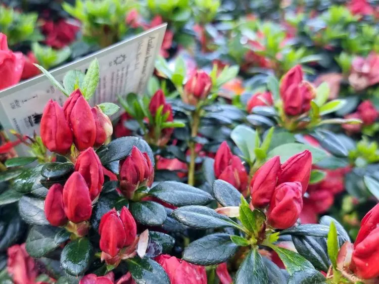 Buy Azalea Scarlet Dragon Plants | Free Shipping Over $150