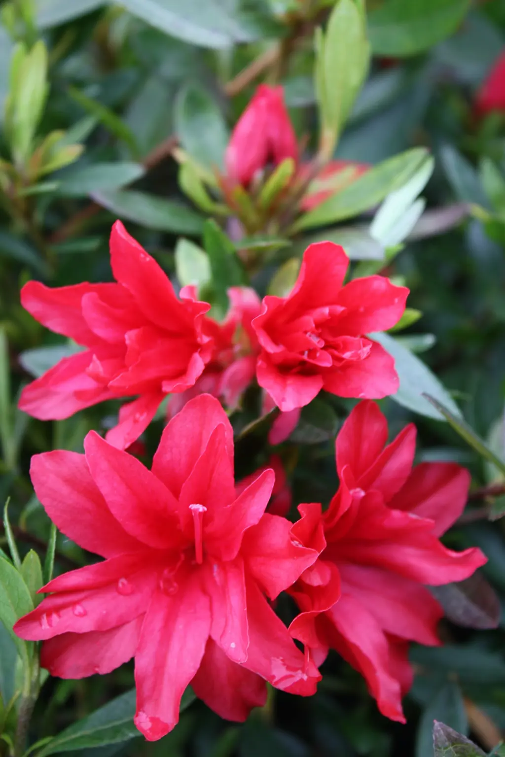Buy Azalea Scarlet Prince Plants | Free Shipping Over $150