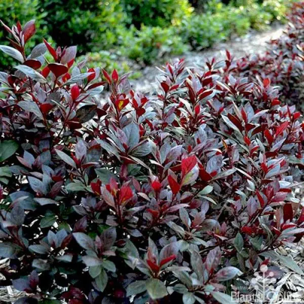 Buy Azalea Shiraz Plants | Free Shipping Over $150