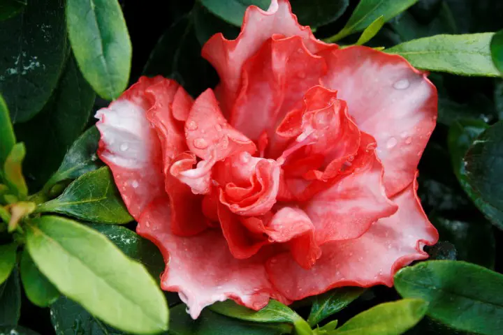 Buy Azalea Southern Aurora Plants Online