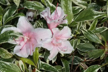 Buy Azalea Splendours Variegated Plants | Free Shipping Over $150