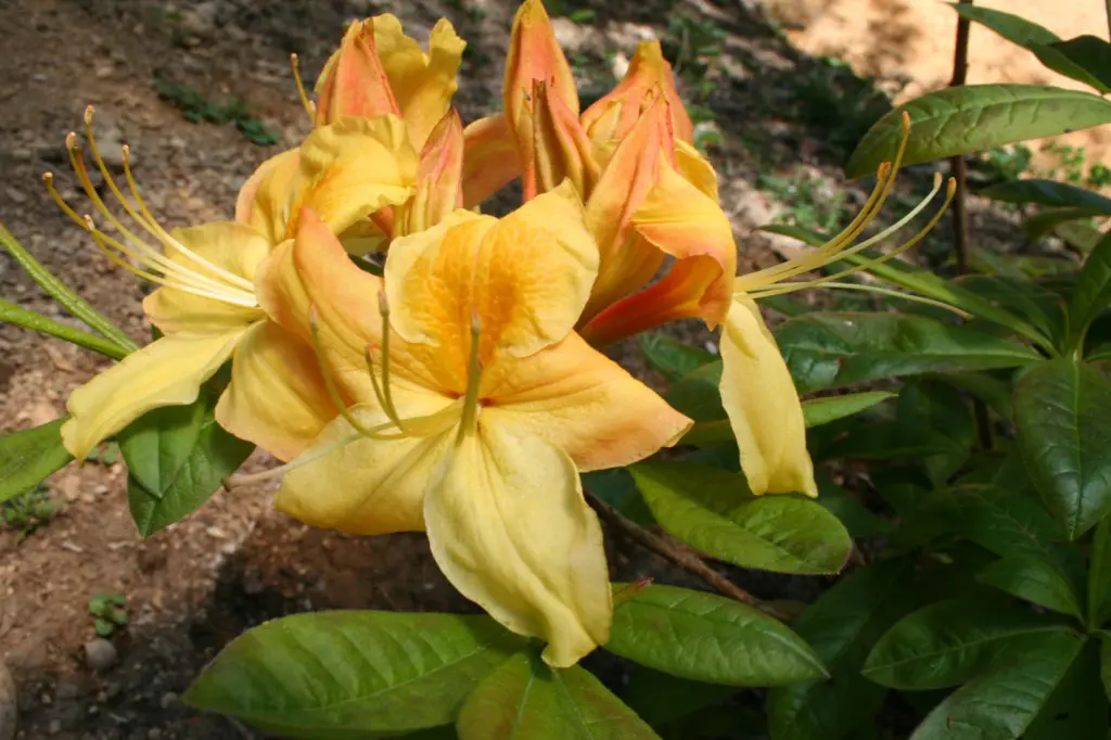 Buy Azalea Sun Chariot Plants Online