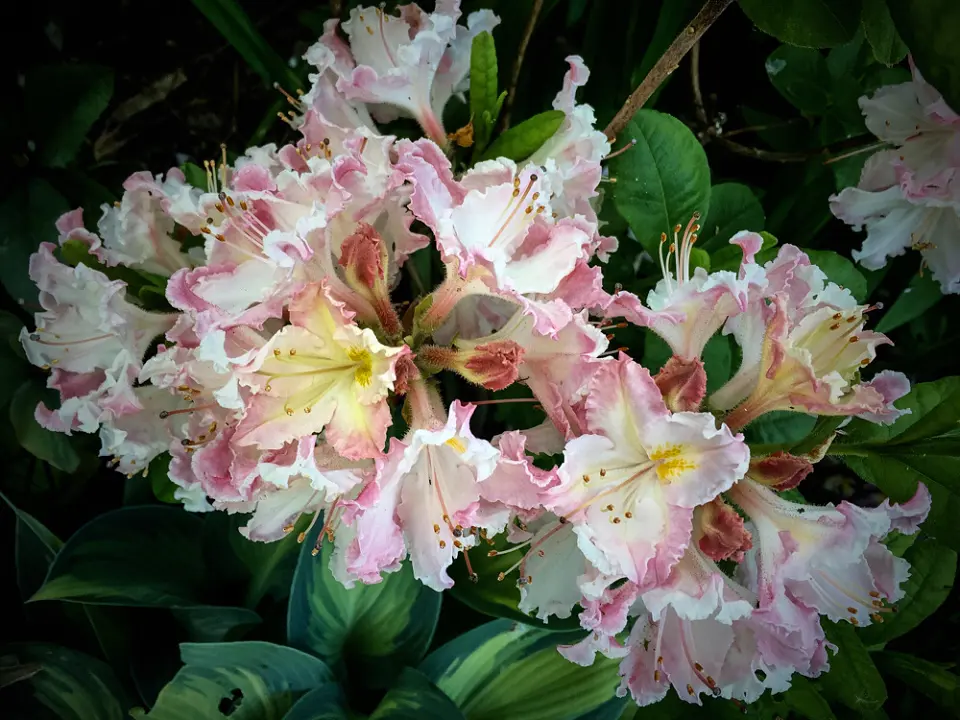 Buy Azalea Sweet Inspiration Plants Online