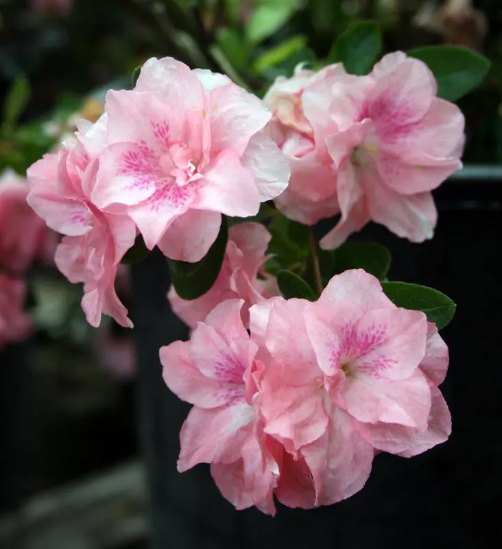 Buy Azalea Sweetheart Supreme Plants | Free Shipping Over $150