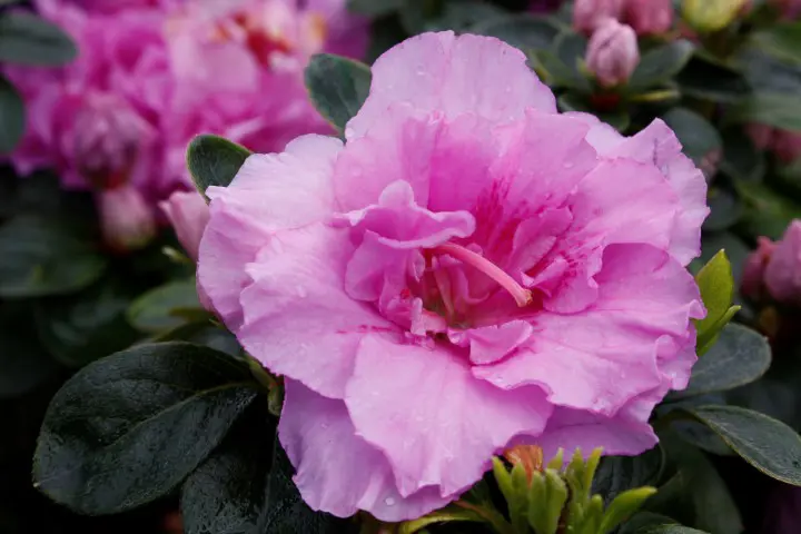 Buy Azalea Temperance Plants | Free Shipping Over $150