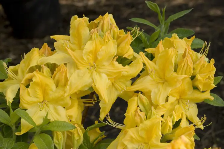 Buy Azalea Windsor Sunbeam Plants Online