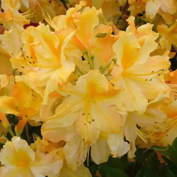 Buy Azalea Yellow Ball Plants Online