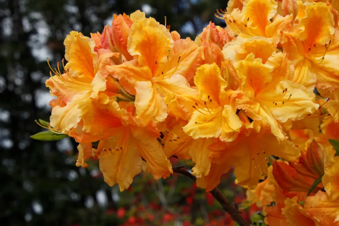 Buy Azalea Yellow Beauty Plants | Free Shipping Over $150