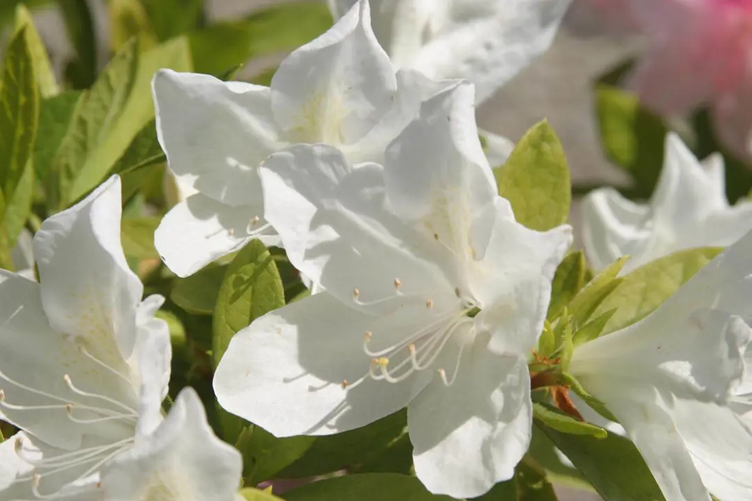 Buy Azalea Fielders White Plants | Free Shipping Over $150