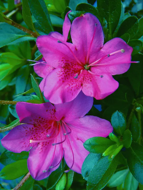 Buy Azalea Purple Glitters Plants Online