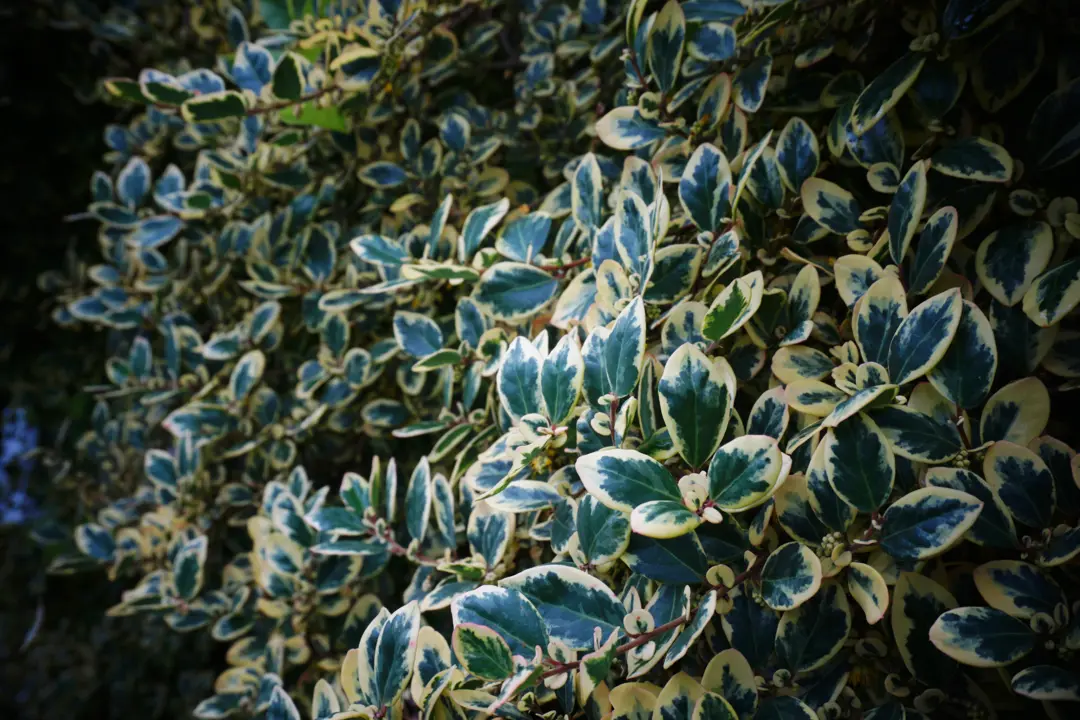 Buy Azara integrifolia variegata Plants Online