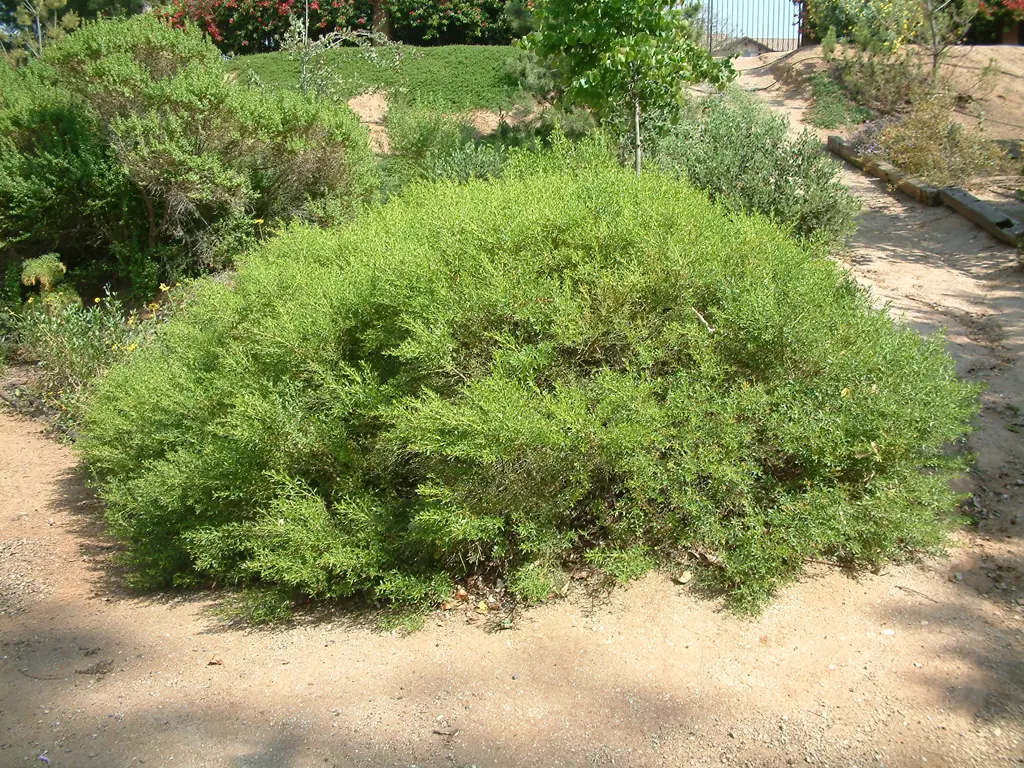 Buy Baccharis pilularis - Coyote Brush | Free Shipping