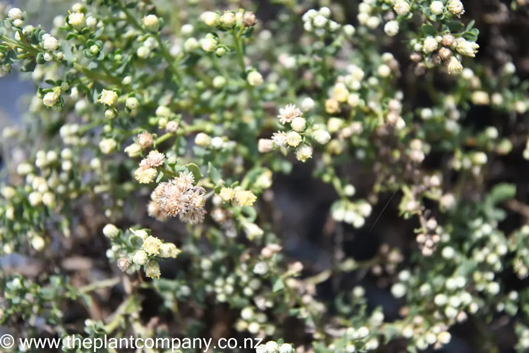 Buy Baccharis pilularis - Coyote Bush | Free Freight Over $150