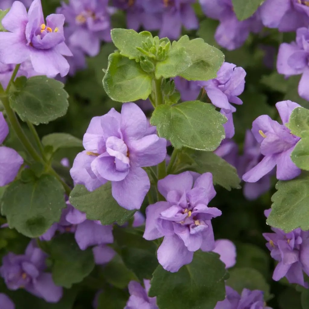 Buy Bacopa Double Blue Plants | Free Shipping Over $150