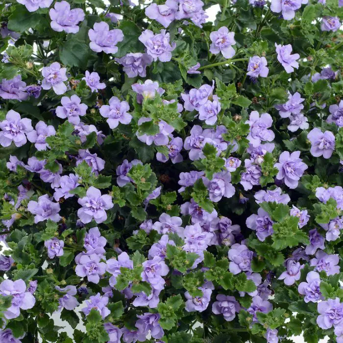 Buy Bacopa Double Lavender Plants | Free Shipping Over $150