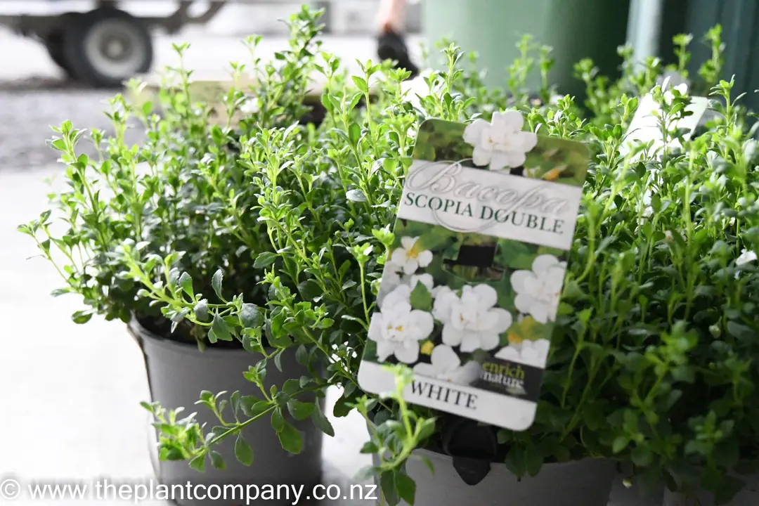 Buy Bacopa Double White Plants | Free Shipping Over $150