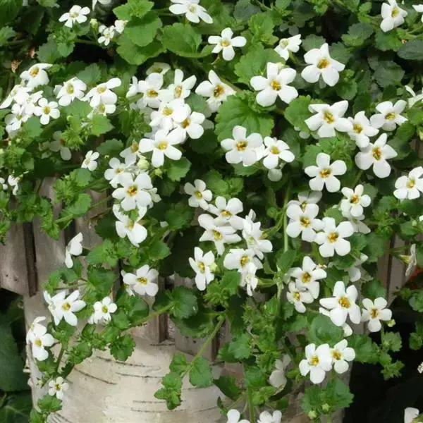 Buy Bacopa Snowtopia Plants | Free Shipping Over $150