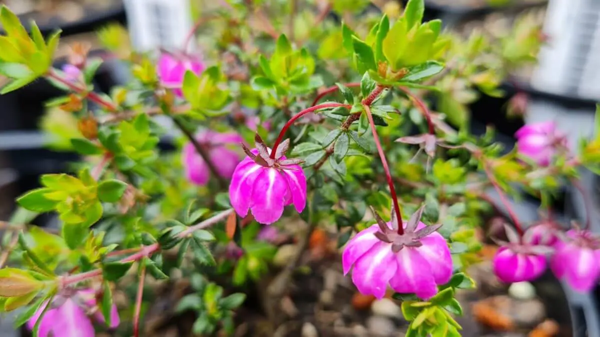 Buy Bauera rubioides Candy Stripe Plants Online