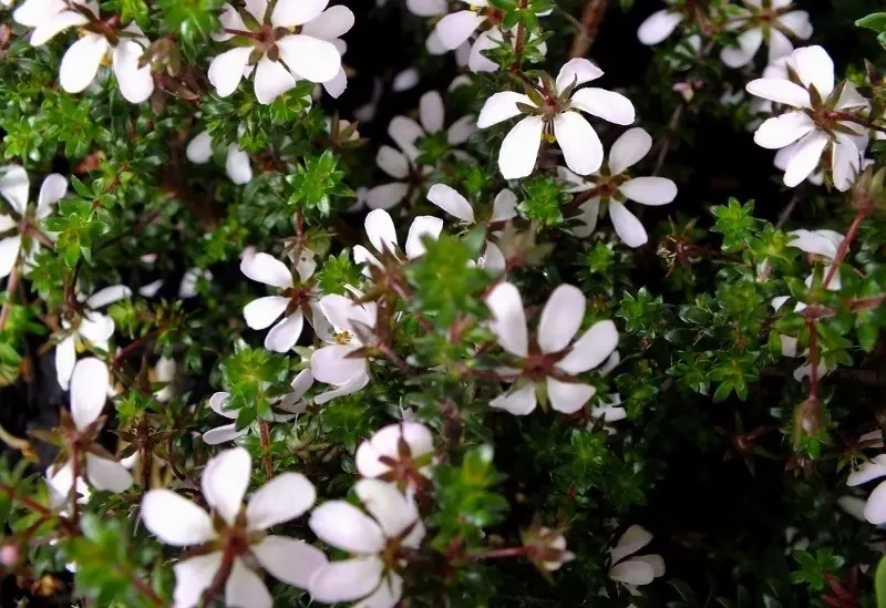 Buy Bauera Plum Duff Plants | Free Shipping Over $150