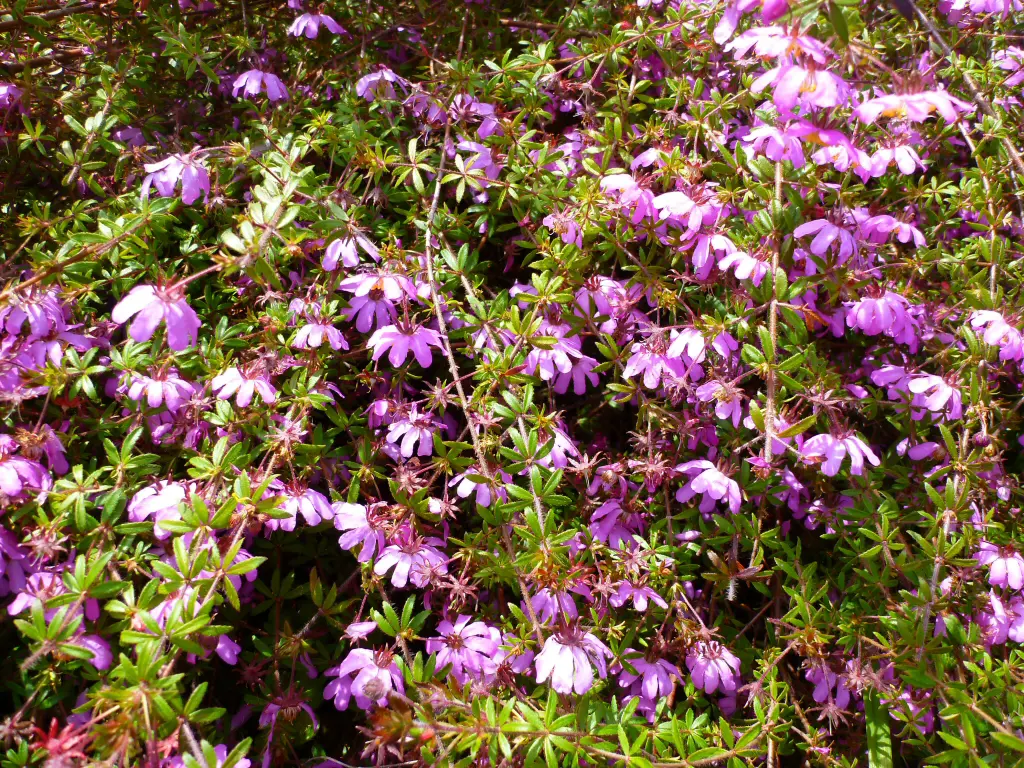 Buy Bauera rubioides Plants | Free Shipping Over $150