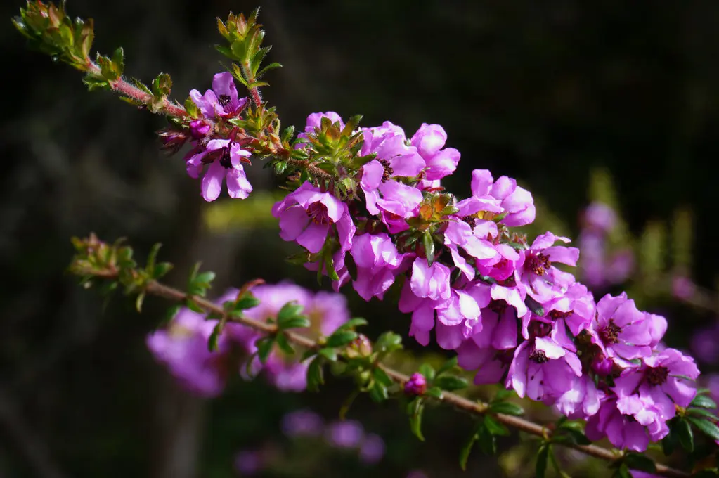 Buy Bauera Ruby Glow Plants | Free Shipping Over $150