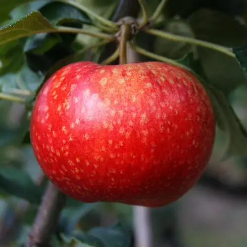 Buy Apple Beauty of Bath Plants | Free Shipping Over $150